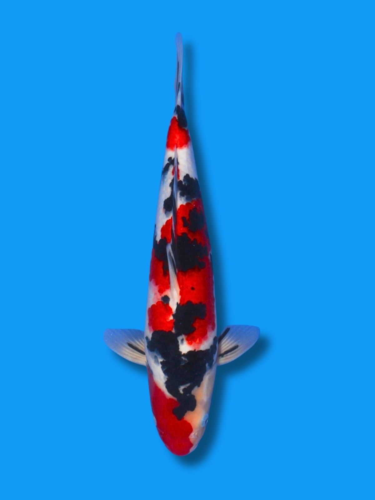 Sanke | Koi&Co. Jörg Hagenow